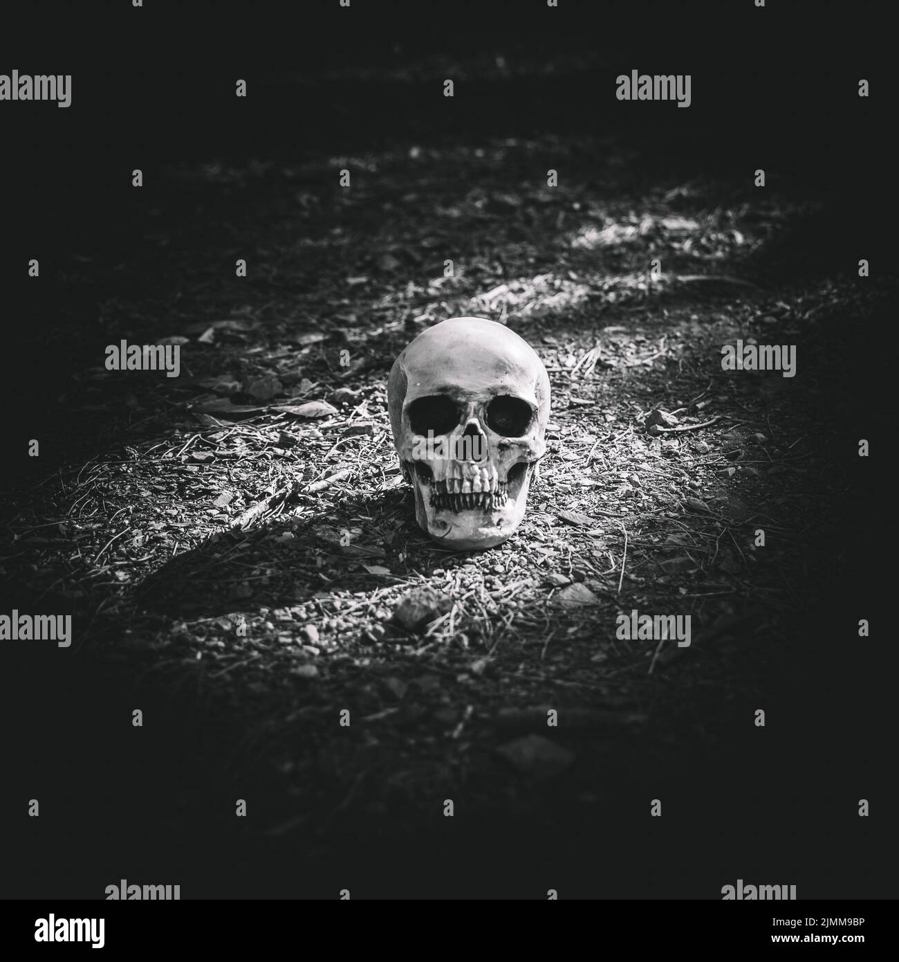 Dead illuminated cranium placed grey soil Stock Photo - Alamy