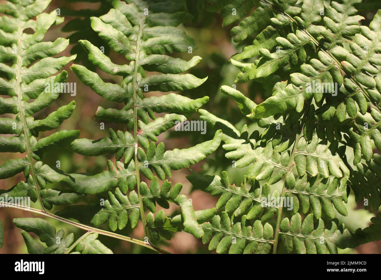 Closeup of a wild summer fern growing in the sunny meadow Stock Photo ...