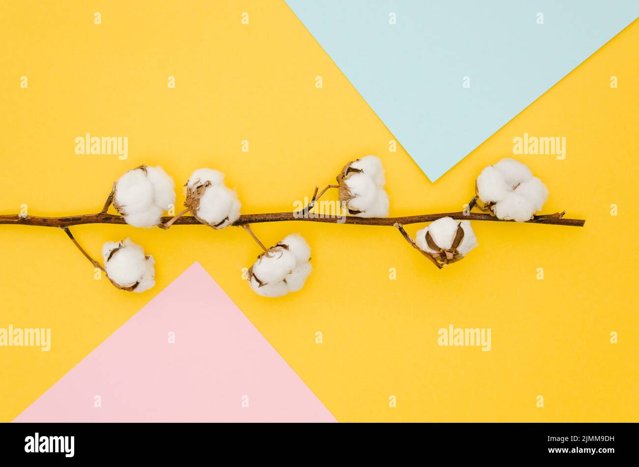 Top view cotton flowers colorful background Stock Photo - Alamy