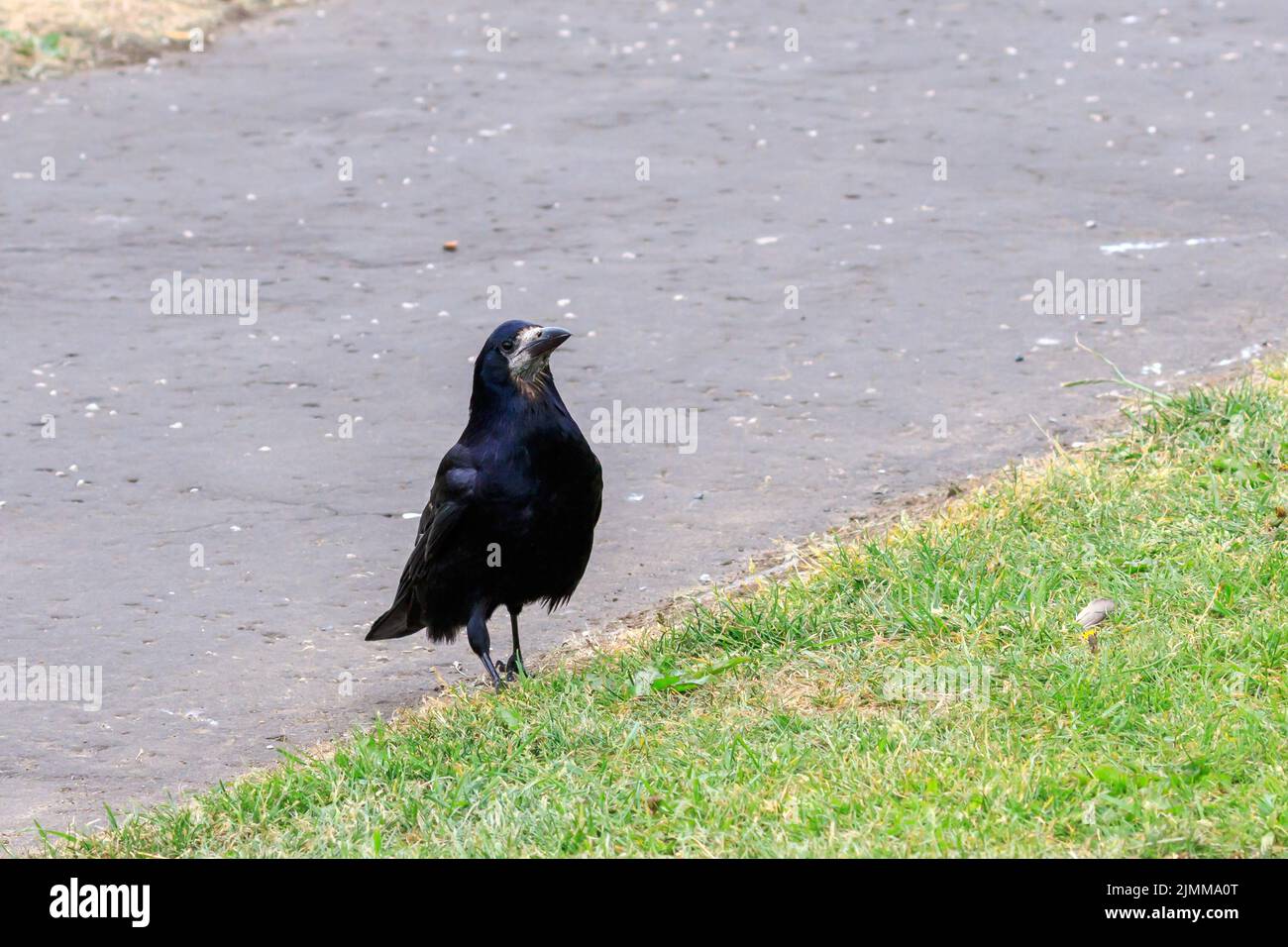 Rook standing on the ground looking towards the camera Stock Photo - Alamy