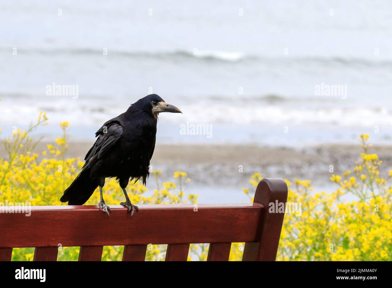 Rook perched on top of wood park bench seat looking at the camera Stock ...