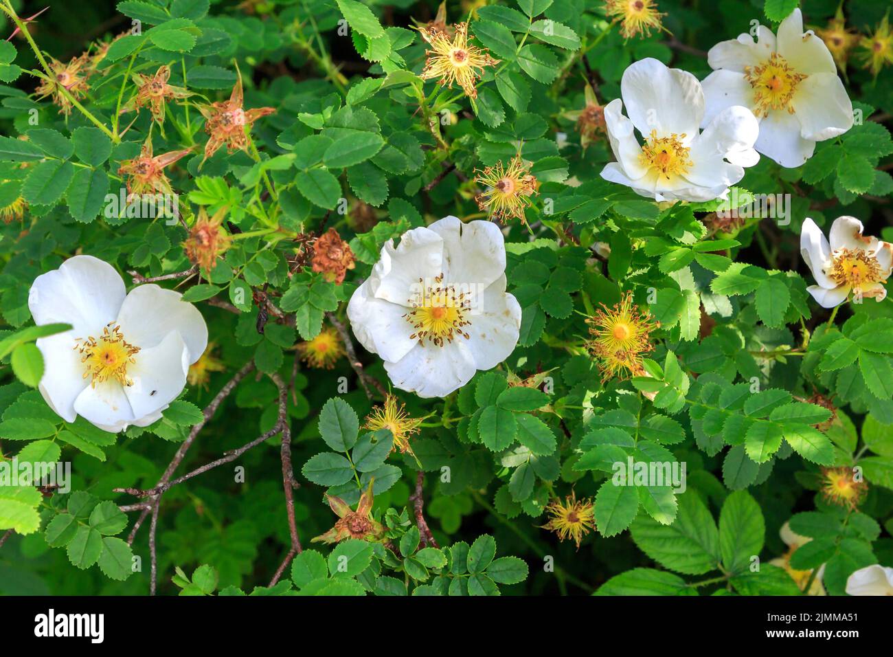 Wild Sunlit Dog Roses growing in the Scottish countryside Stock Photo ...