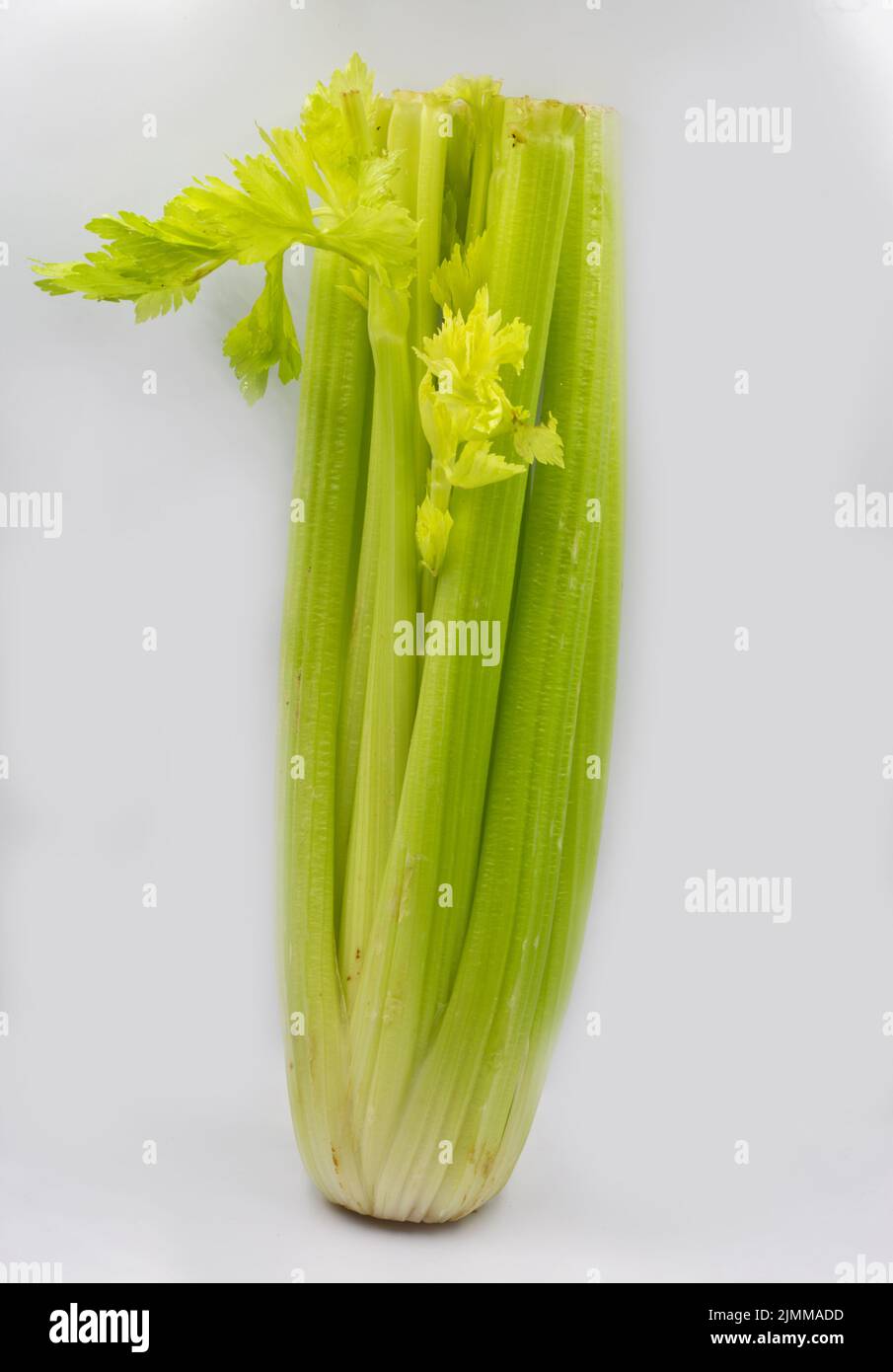 Fresh green petiole celery on a white background Stock Photo - Alamy