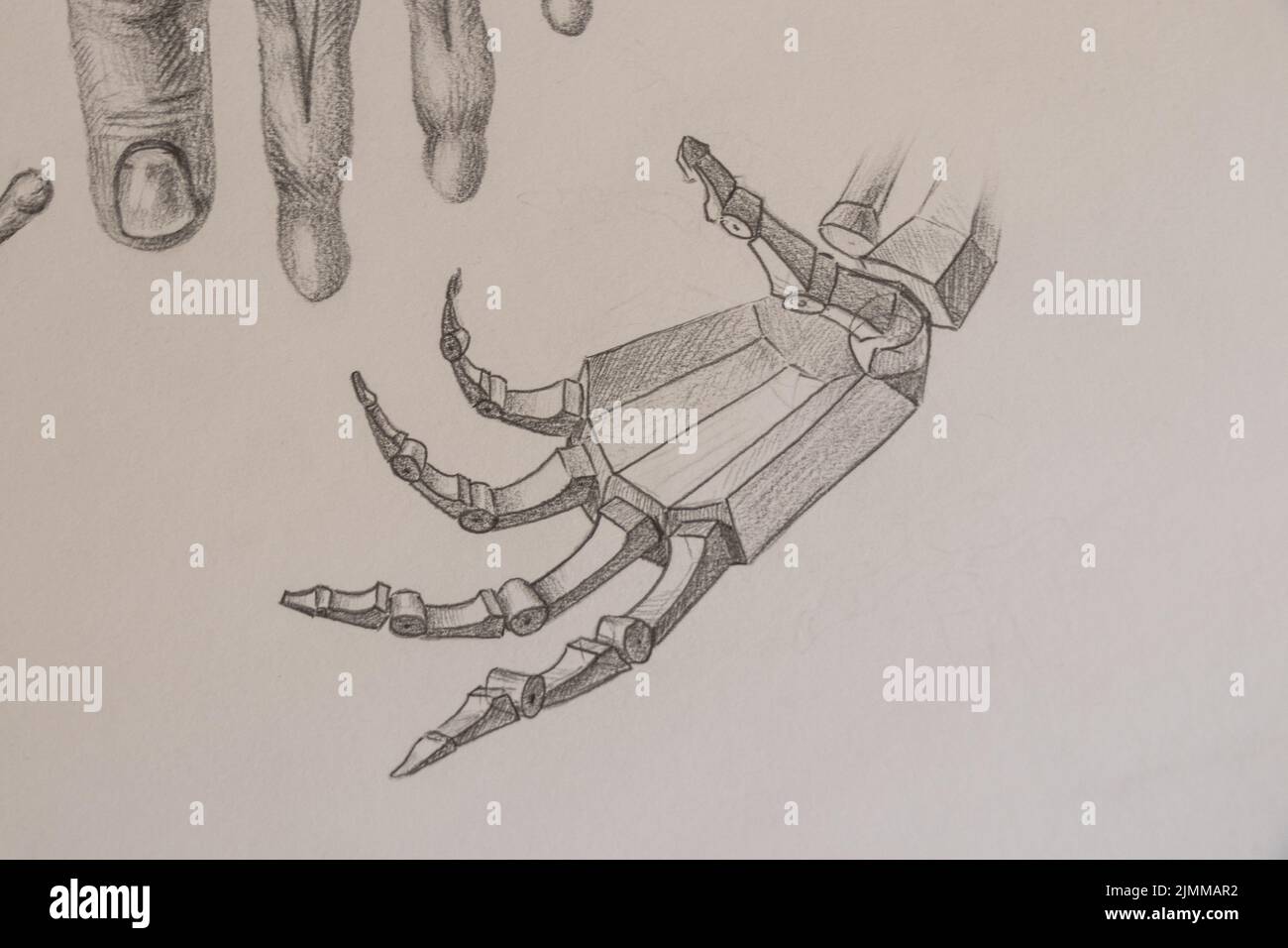 Anatomy study of human body parts Stock Photo - Alamy