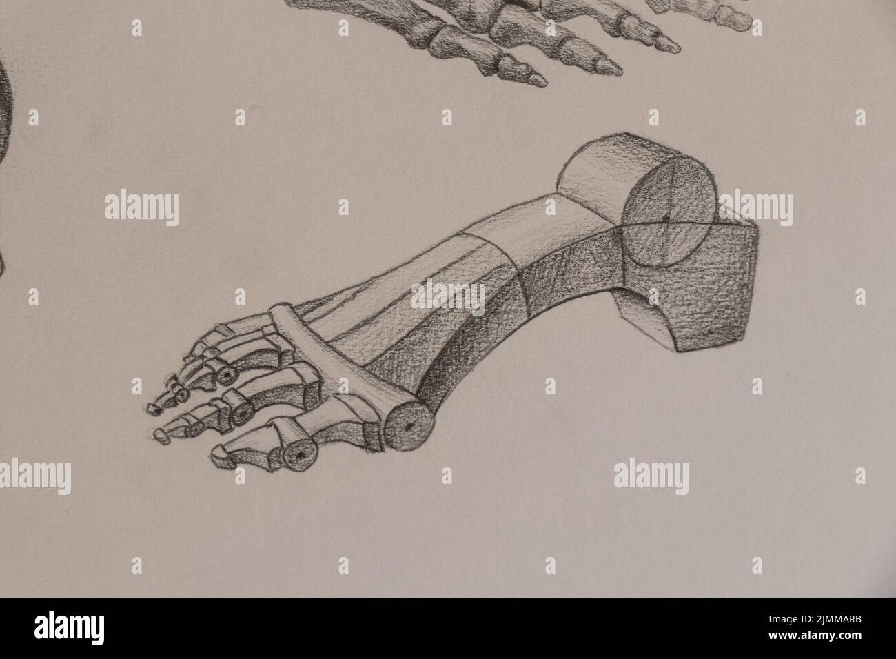 Anatomy study of human body parts Stock Photo - Alamy