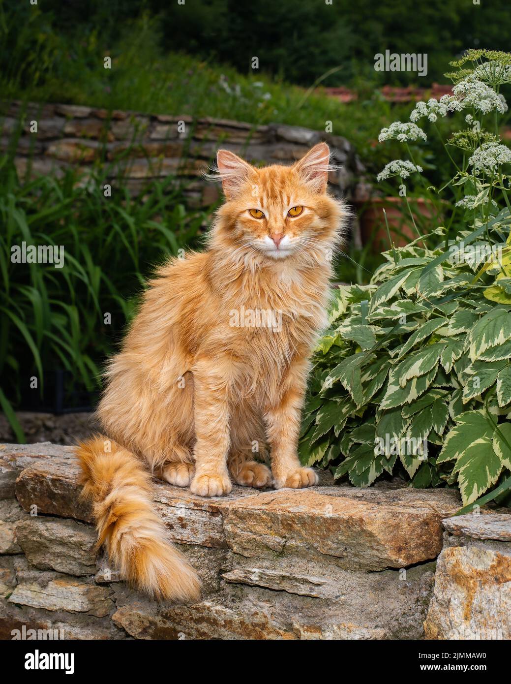 Orange ginger tabby cat sitting hi-res stock photography and images - Alamy