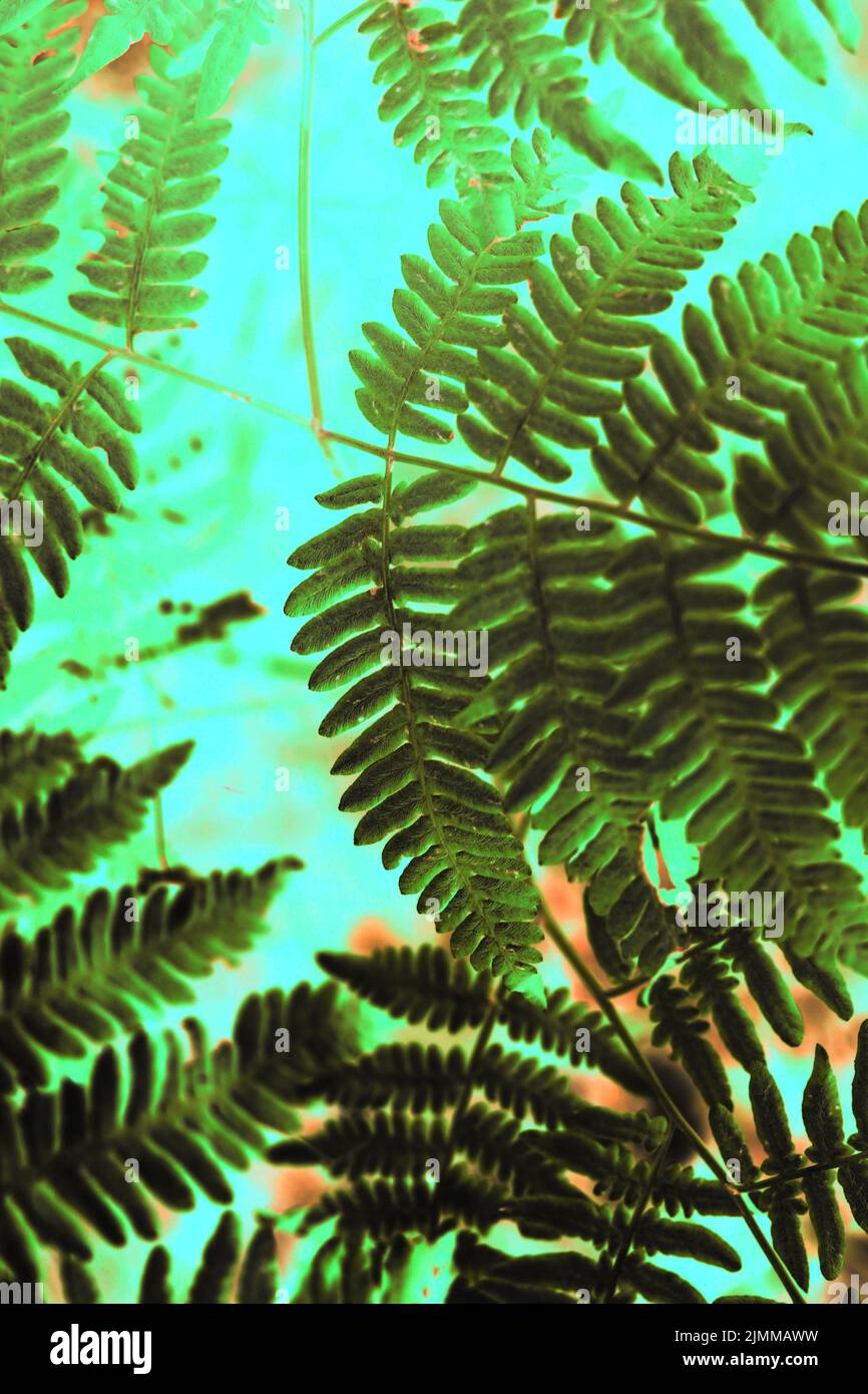 Closeup of a wild summer fern growing in the sunny meadow in a bright ...