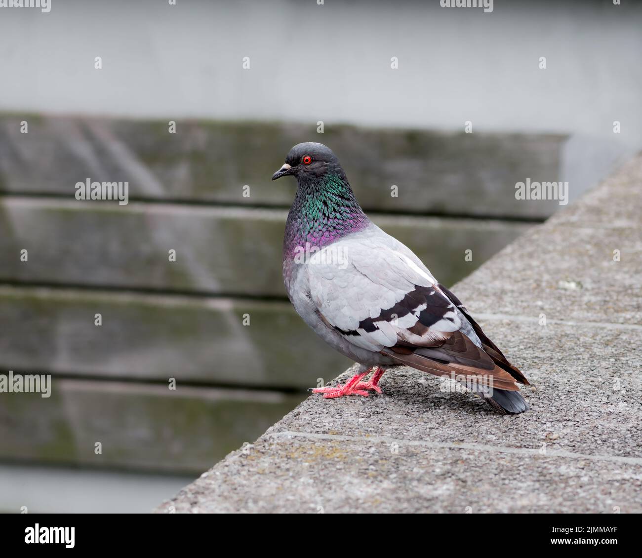 Close photo of Pigeon bird, detailed photo of a bird Stock Photo - Alamy