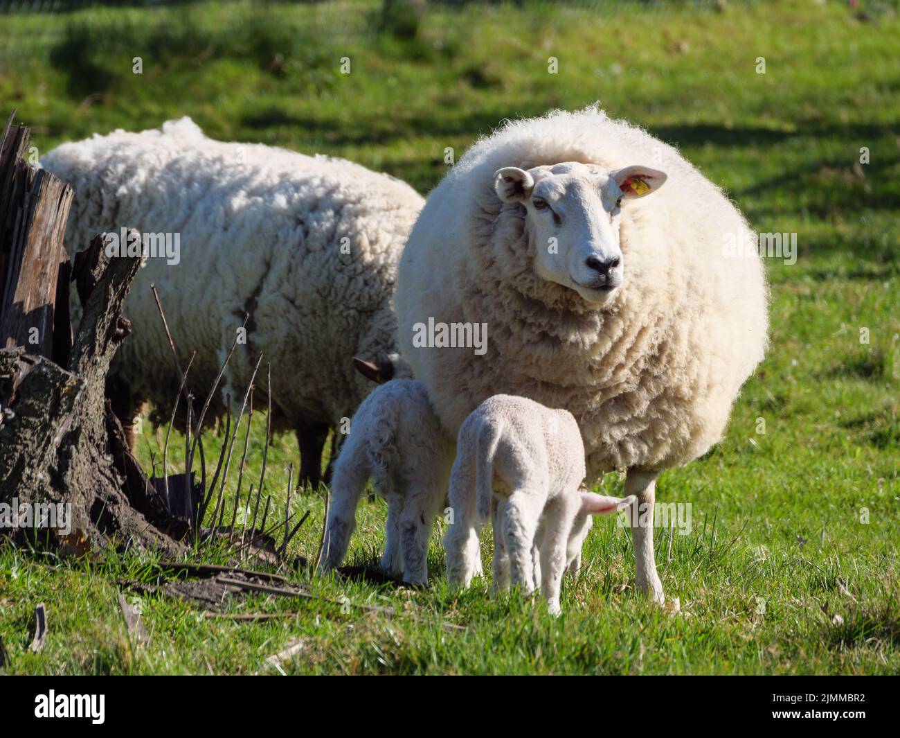 Sheeps in germany Stock Photo - Alamy