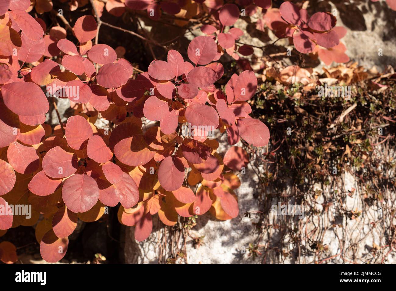 the red oval leaves of a european smoke tree in a garden Stock Photo ...