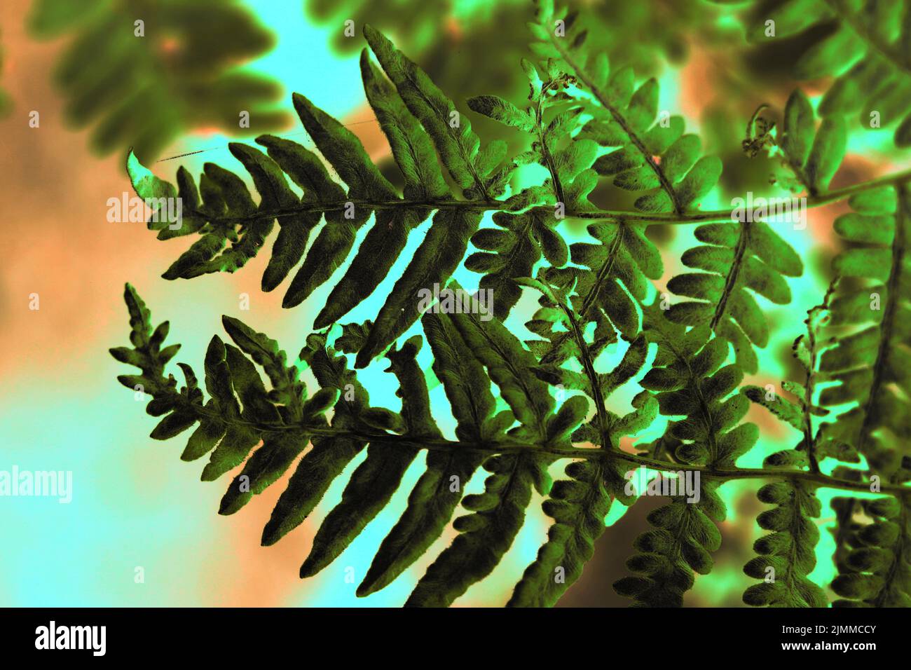 Closeup of a wild summer fern growing in the sunny meadow in a bright ...