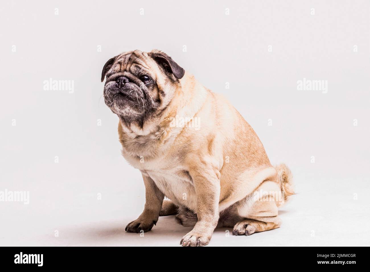 Loyal cute pug dog isolated white background Stock Photo - Alamy