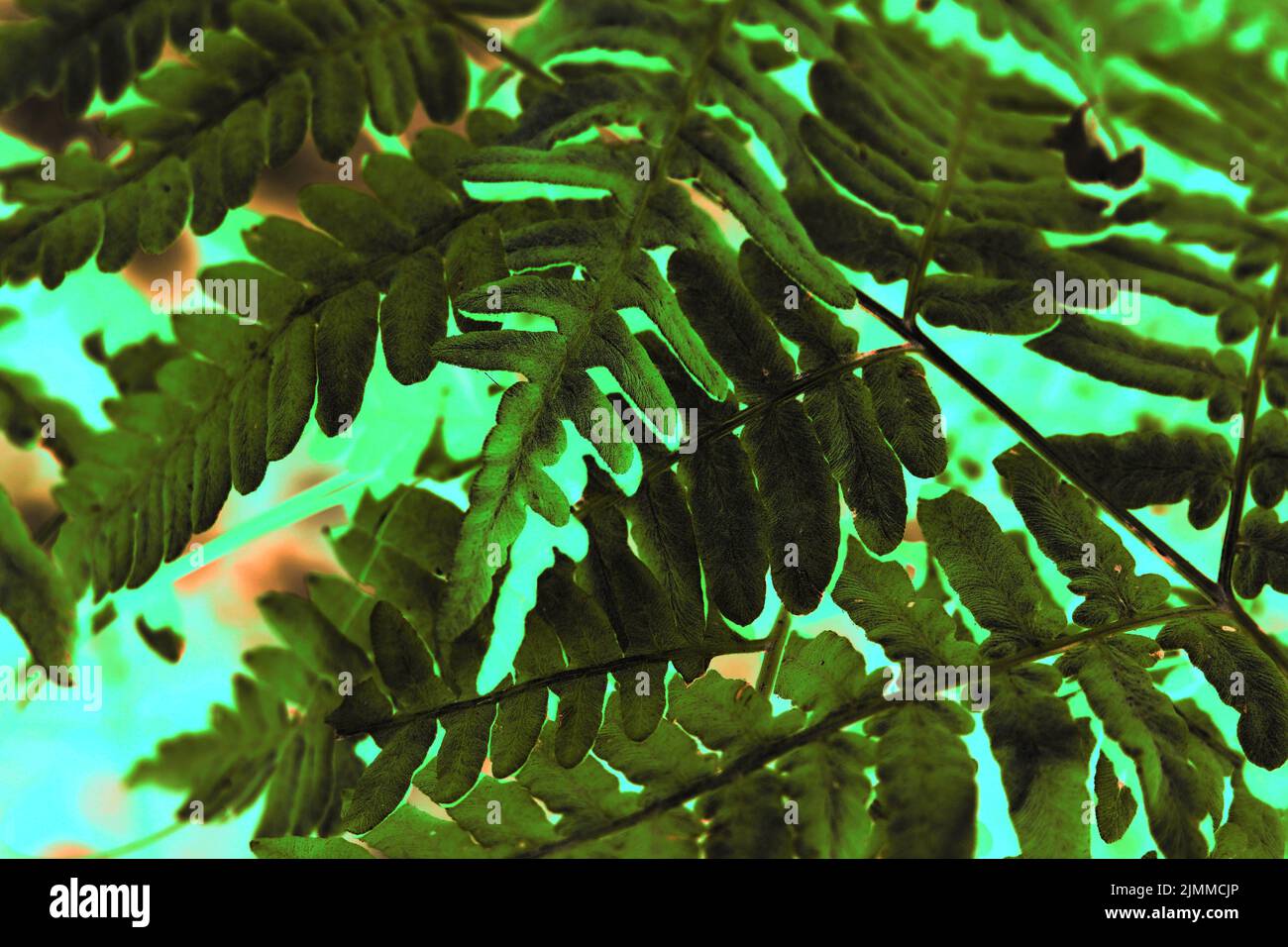 Closeup of a wild summer fern growing in the sunny meadow in a bright ...
