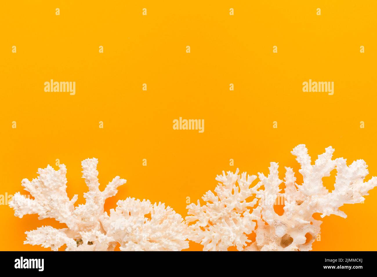 White coral vine hi-res stock photography and images - Alamy