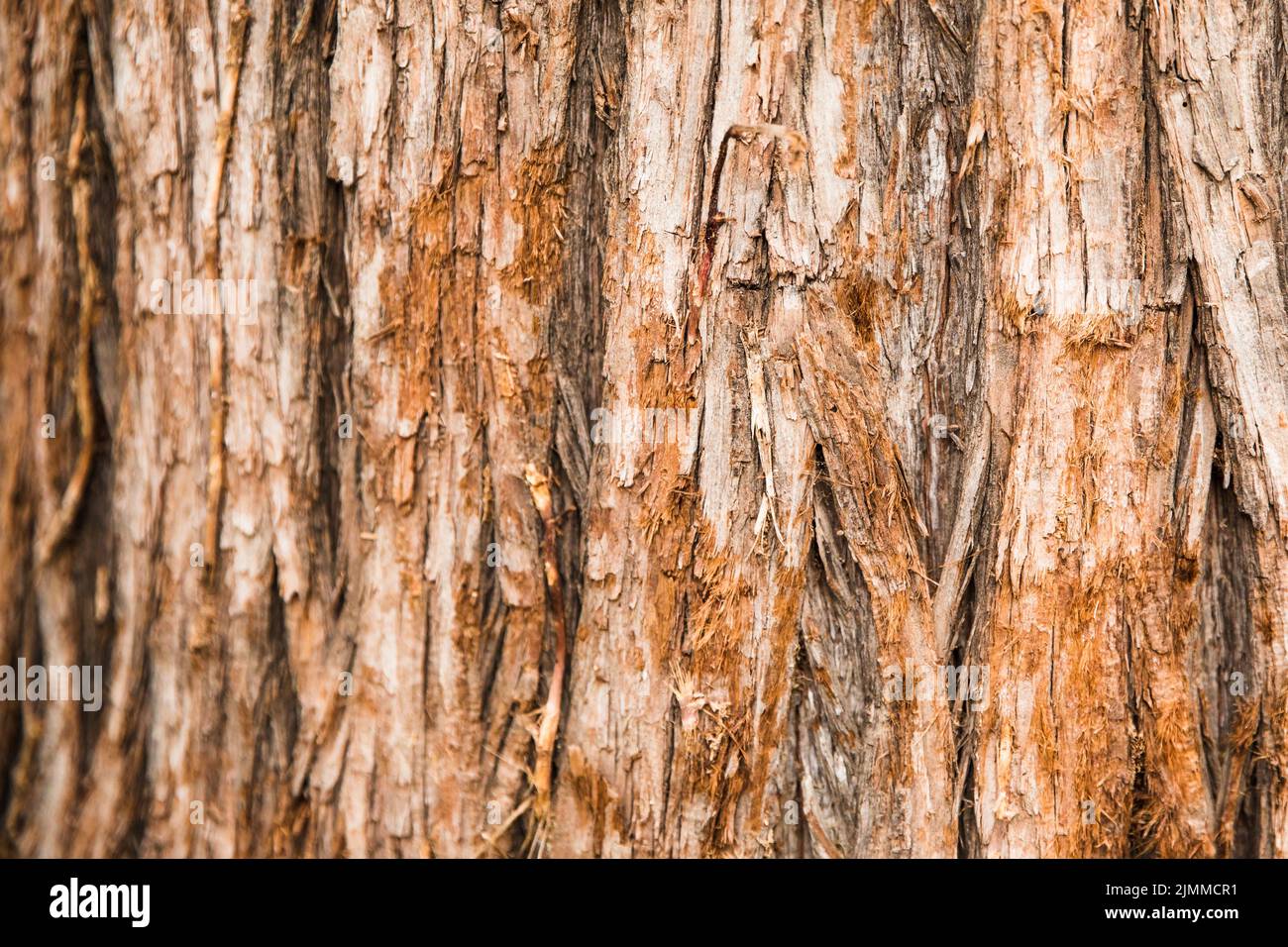 Tree trunk texture close up Stock Photo - Alamy