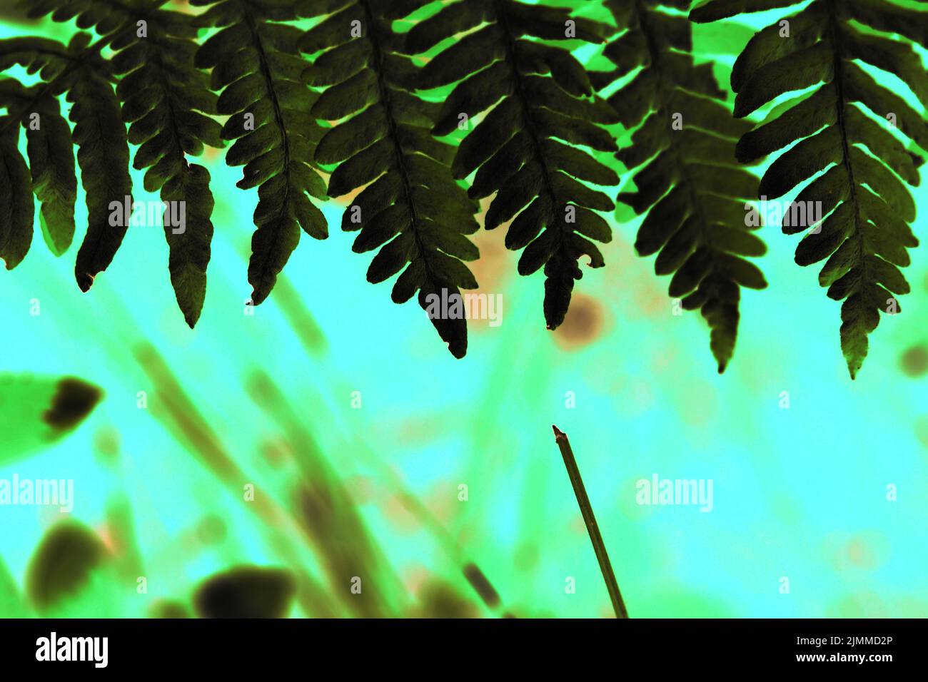 Closeup of a wild summer fern growing in the sunny meadow in a bright ...