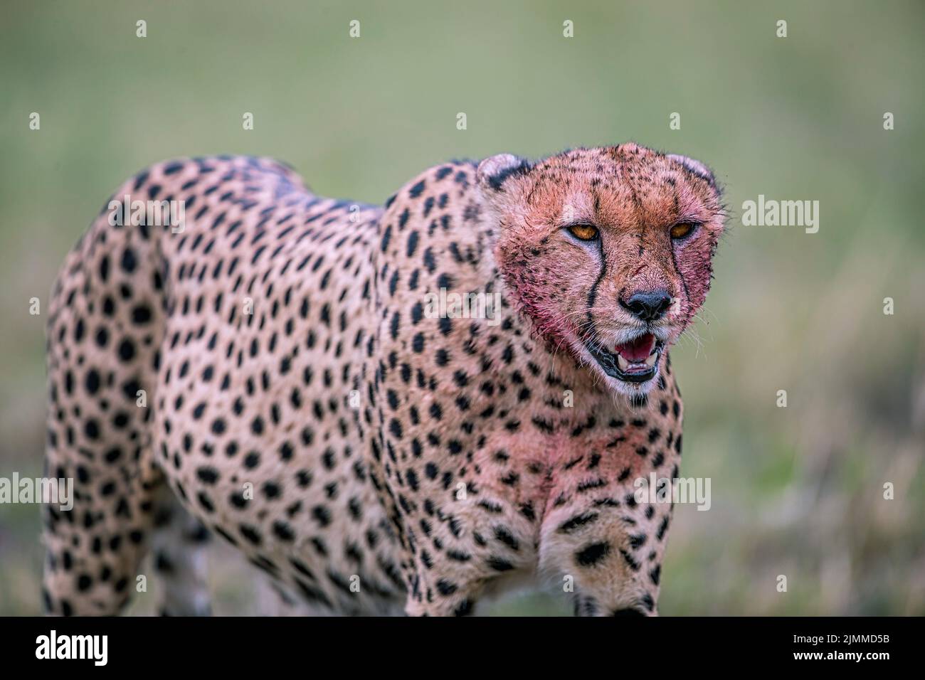 Blood covered face cheetah in hi-res stock photography and images - Alamy