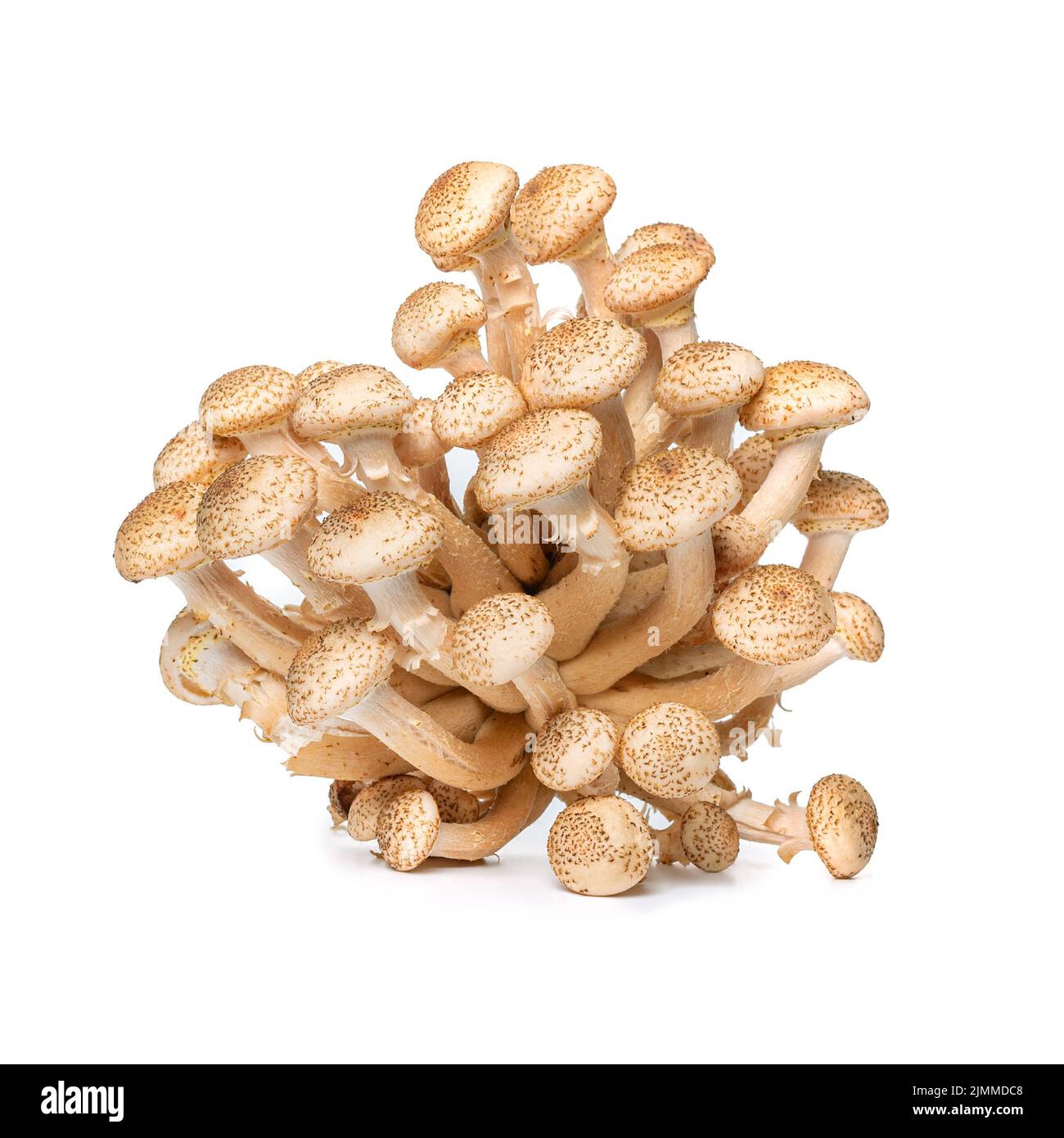 Forest mushrooms of Honey fungus Armillaria isolated Stock Photo - Alamy