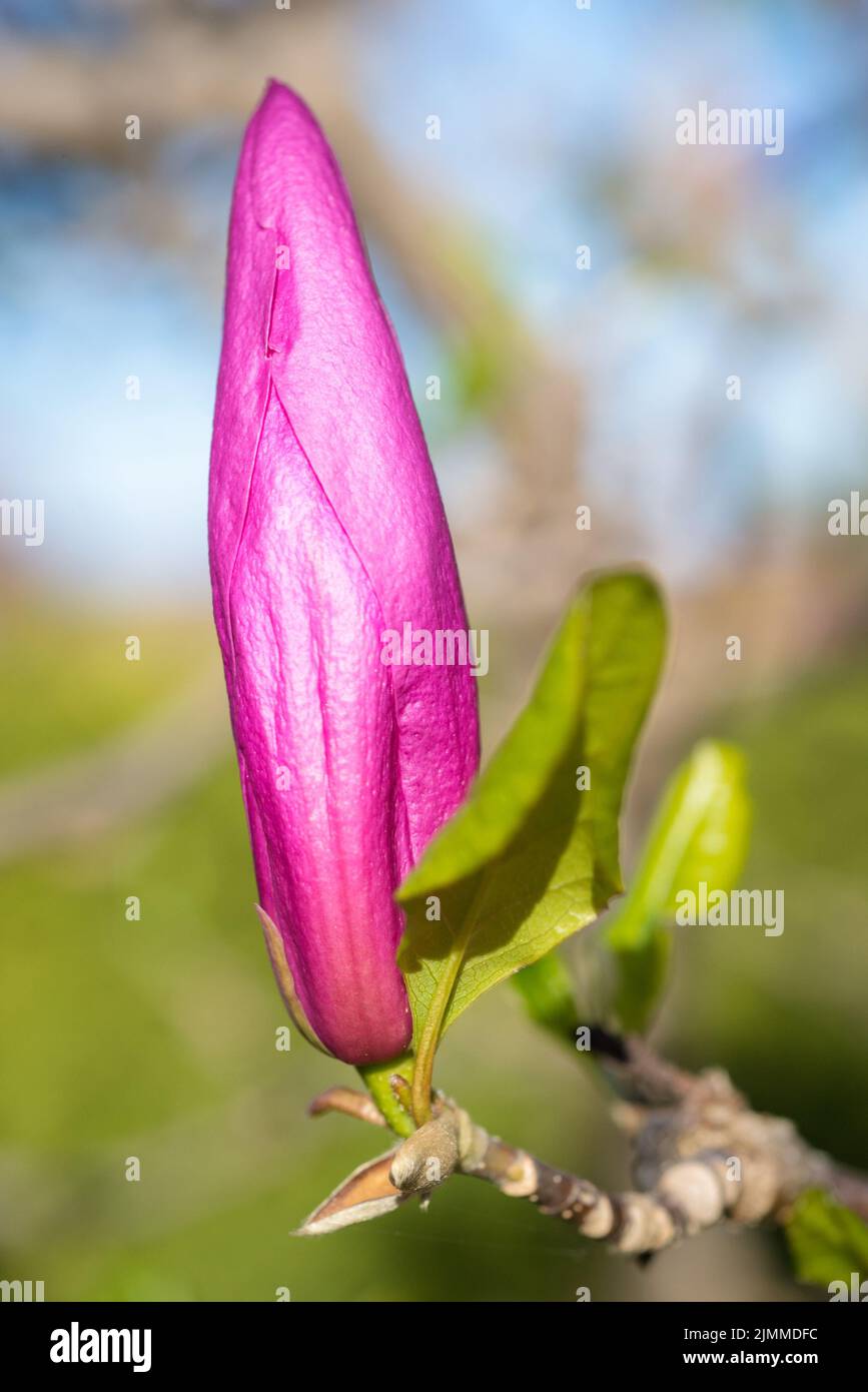 Delicate magnolia flowers hi-res stock photography and images - Alamy