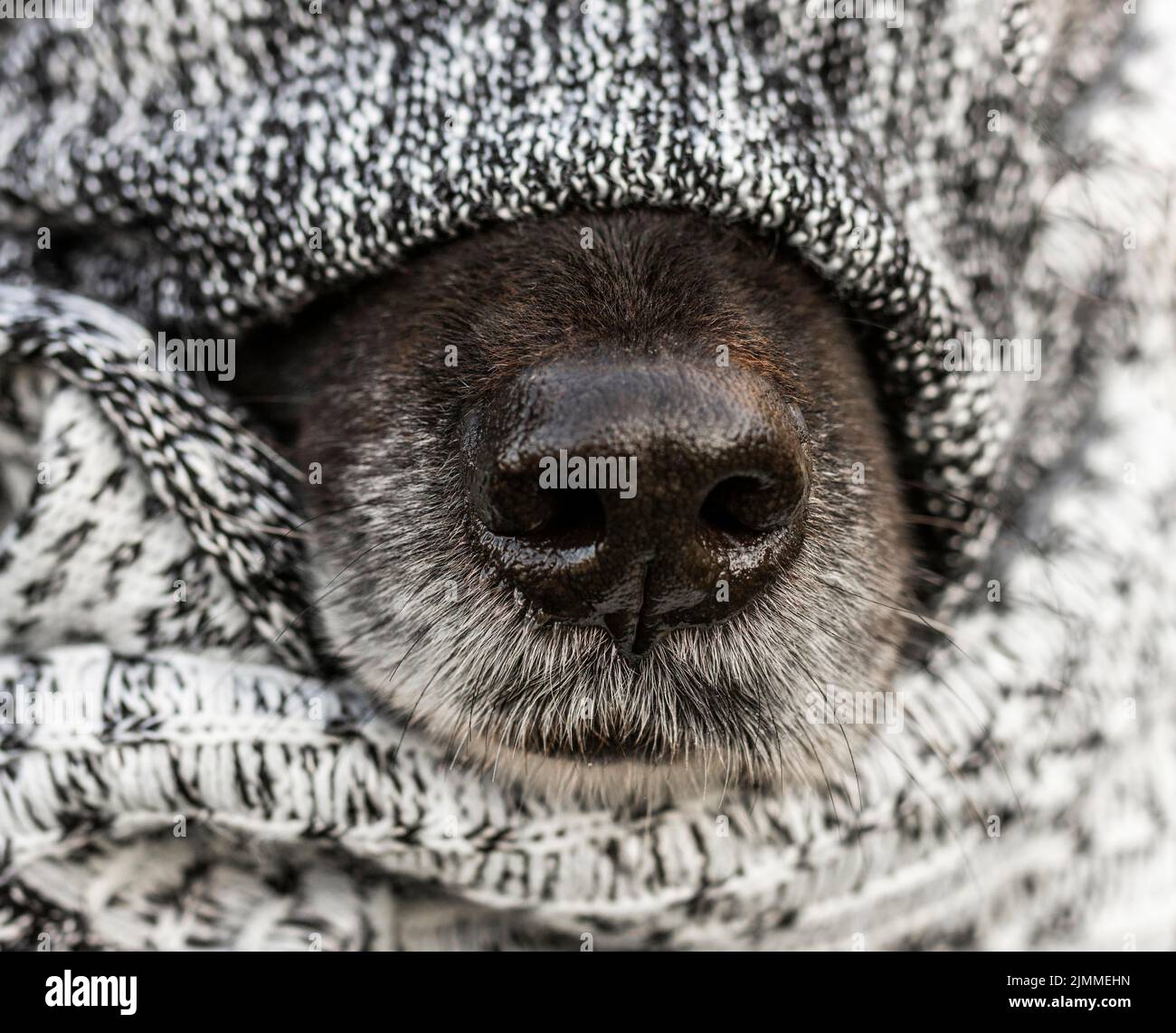 Close up dog nose with blanket Stock Photo - Alamy