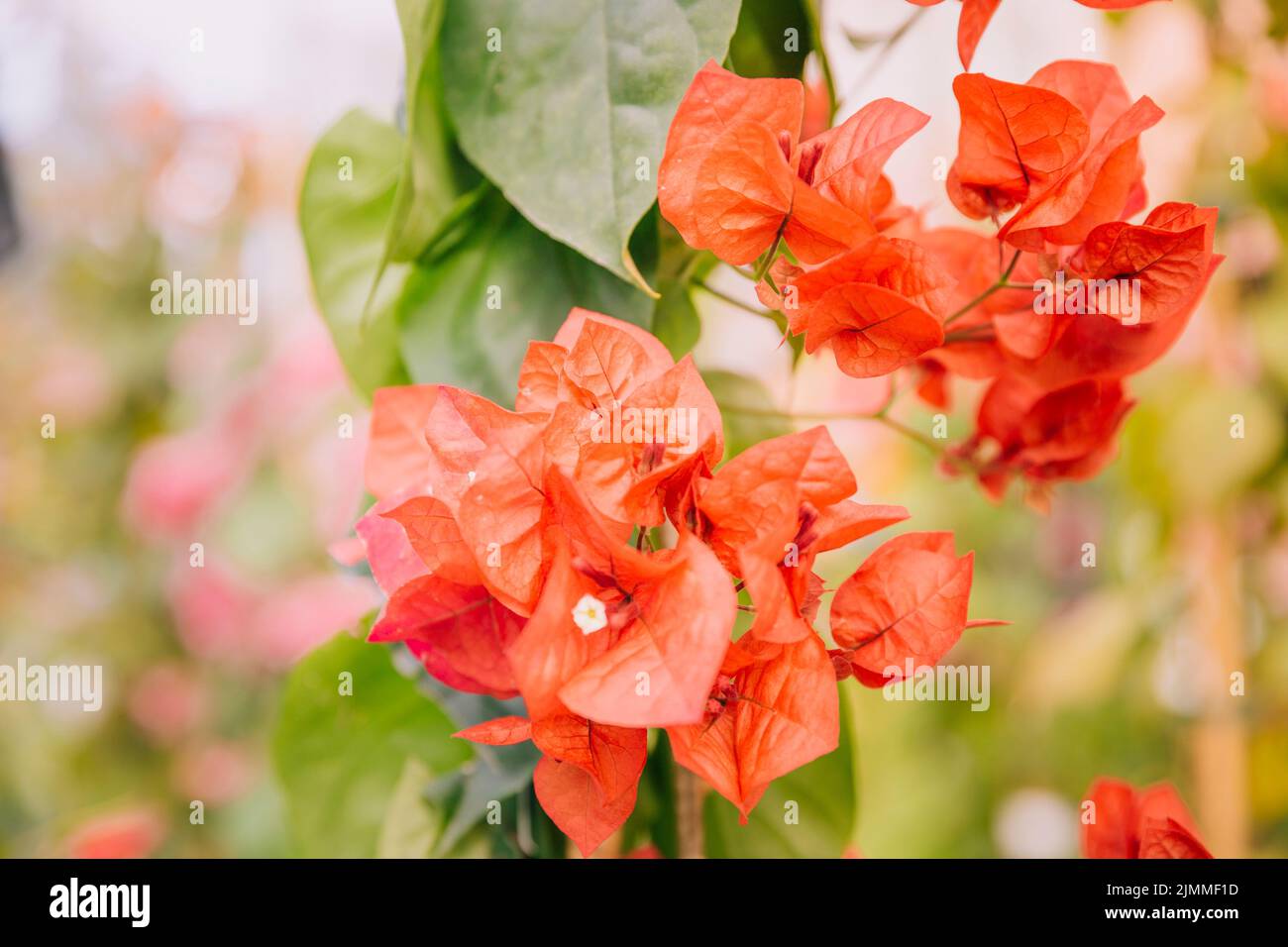 Close up beautiful red bougainvillea flowers Stock Photo - Alamy