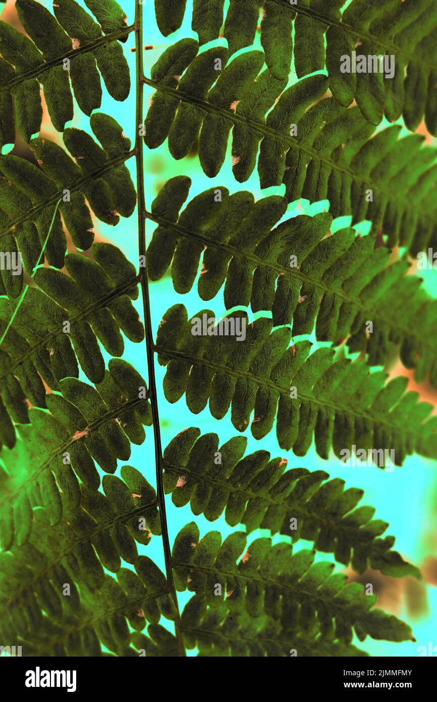 Closeup of a wild summer fern growing in the sunny meadow in a bright ...