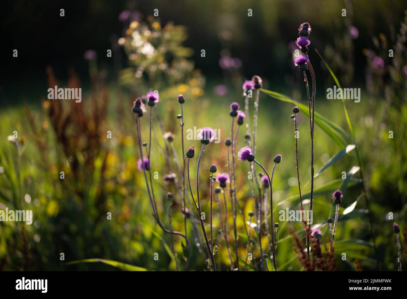 wild flowers on the field Stock Photo - Alamy