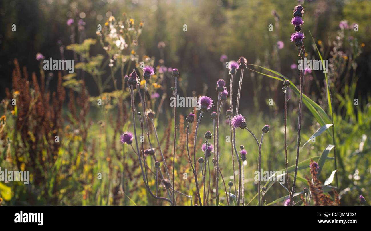 wild flowers on the field Stock Photo - Alamy