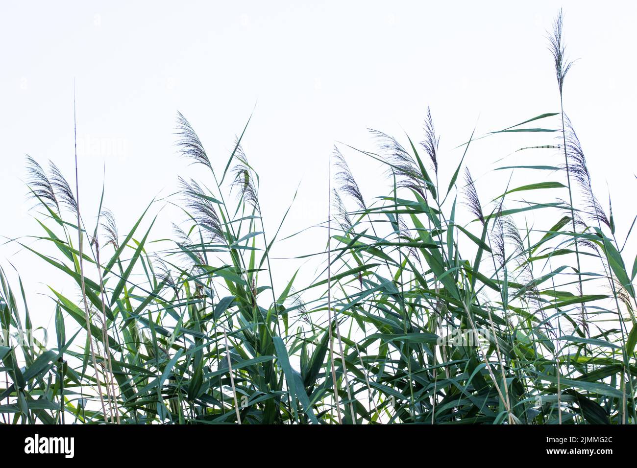 reed in front of white background Stock Photo - Alamy
