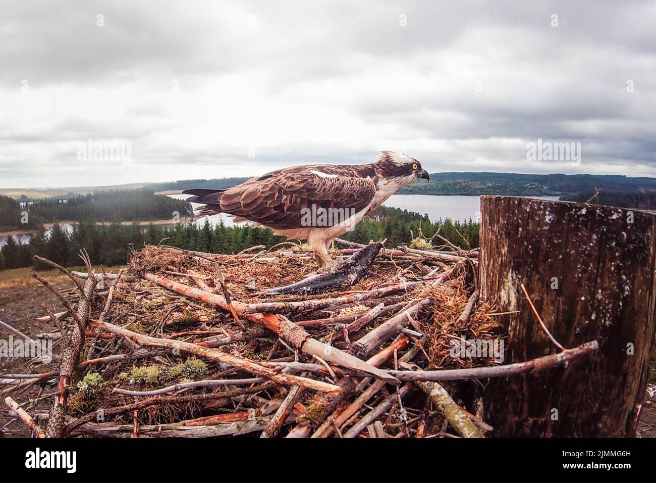 Live camera footage showing osprey on the nest at the Osprey Watch ...