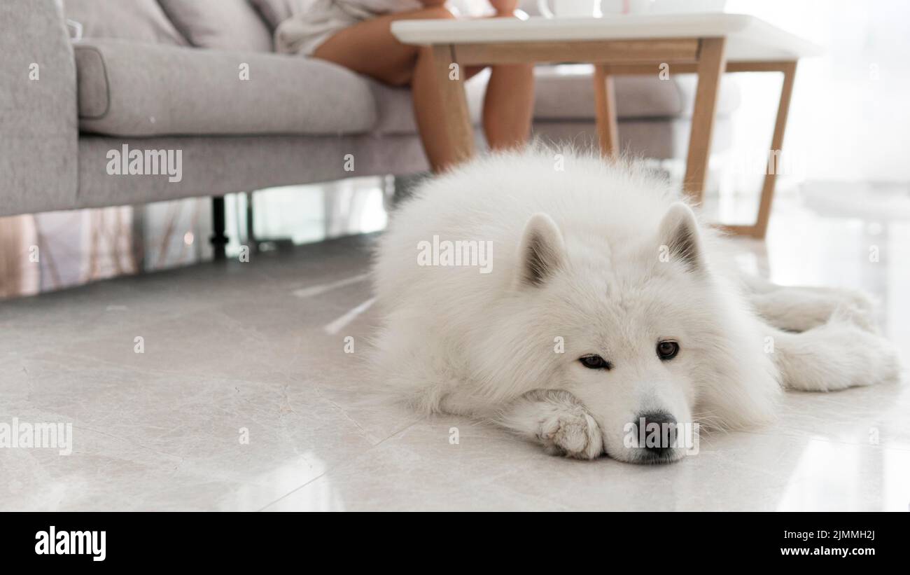 Beautiful fluffy white dog Stock Photo - Alamy