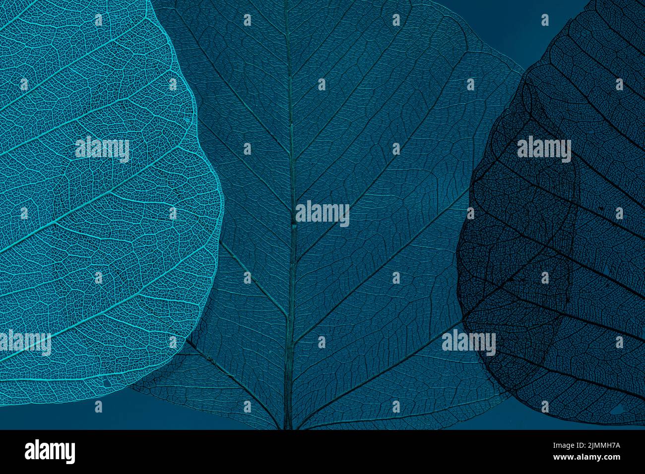 Close up beautiful detailed hi-res stock photography and images - Alamy