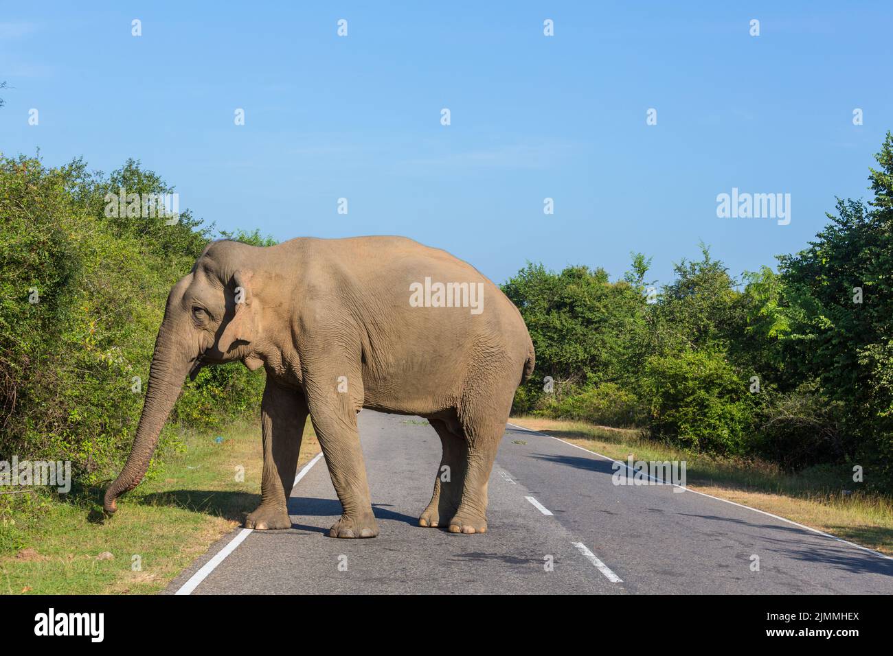 Elephant on road Stock Photo - Alamy