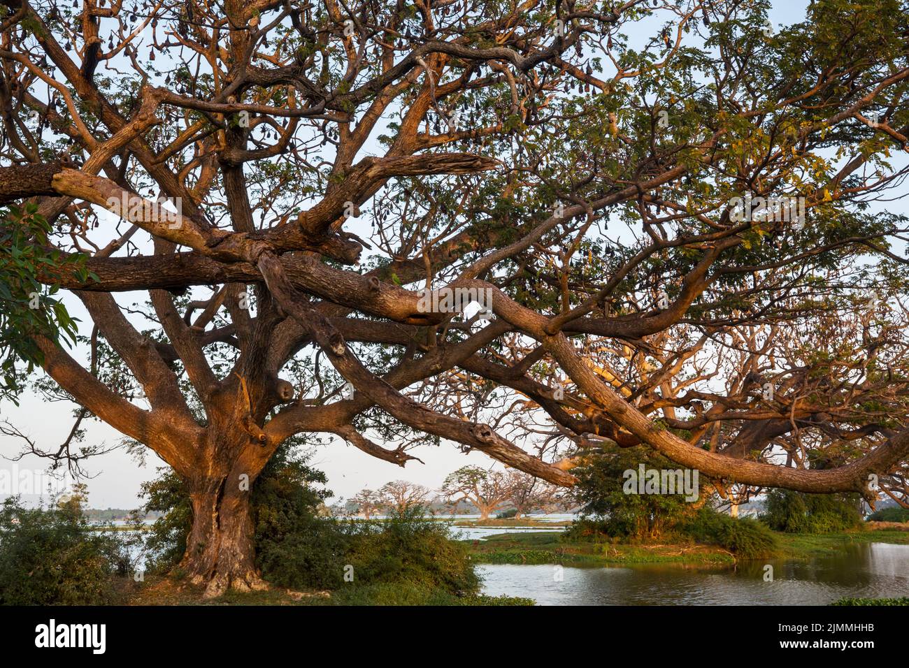 Trees on Sri Lanka Stock Photo - Alamy