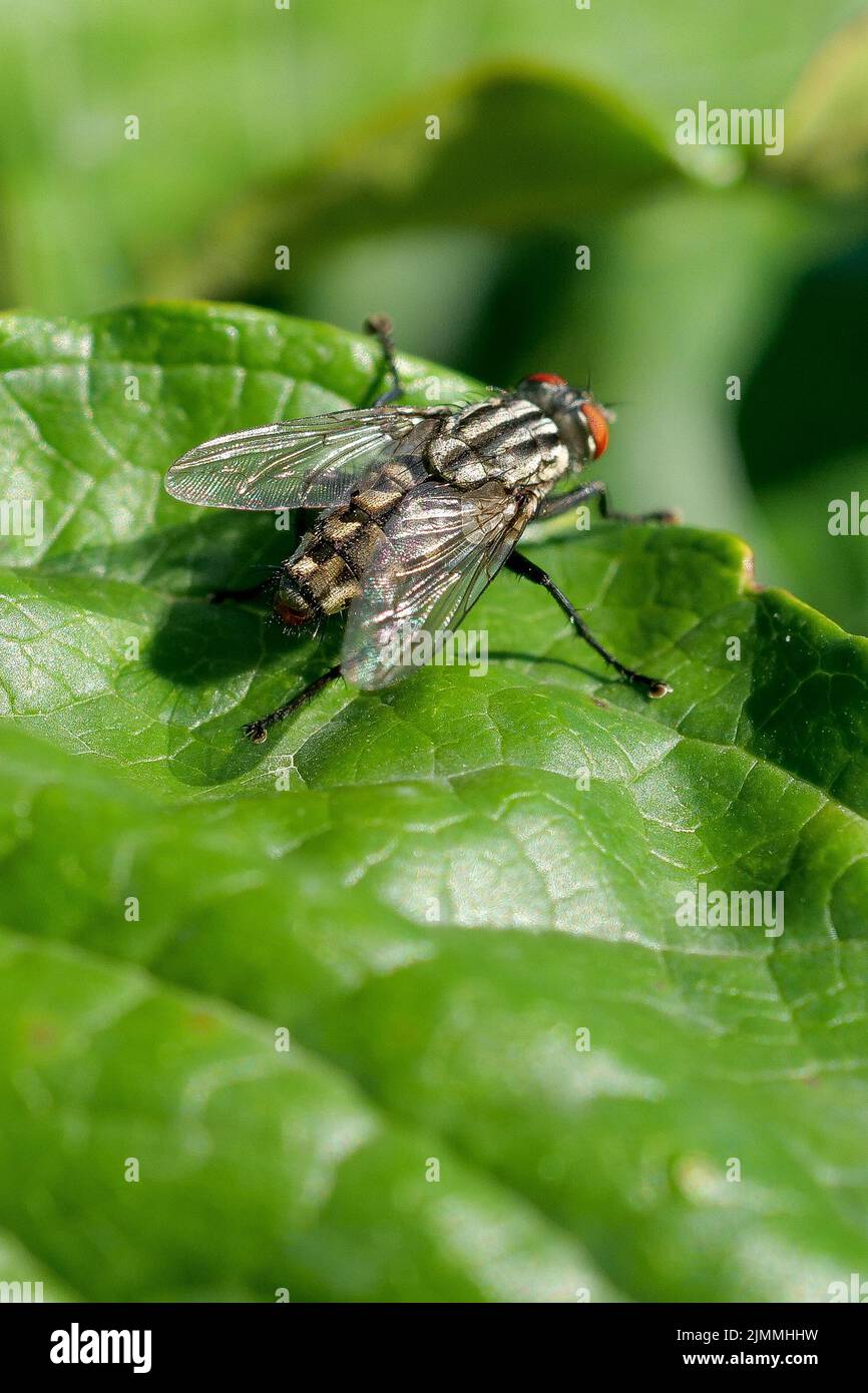 Checkboard fly, Sarcophaga carnaria, Bron, Rhone, AURA Region, Central ...