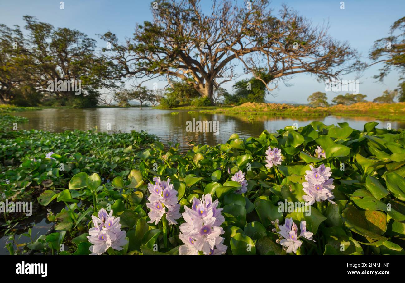 Trees on Sri Lanka Stock Photo - Alamy