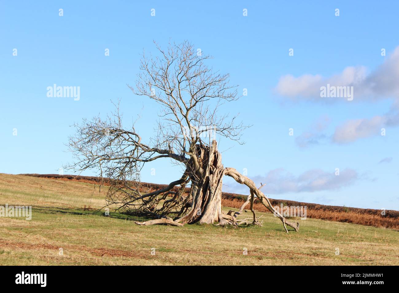 A photograph of an old dead tree with anthropomorphism features, a ...