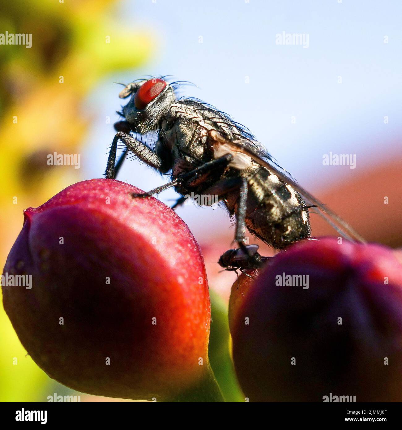 Checkboard fly, Sarcophaga carnaria, Bron, Rhone, AURA Region, Central ...