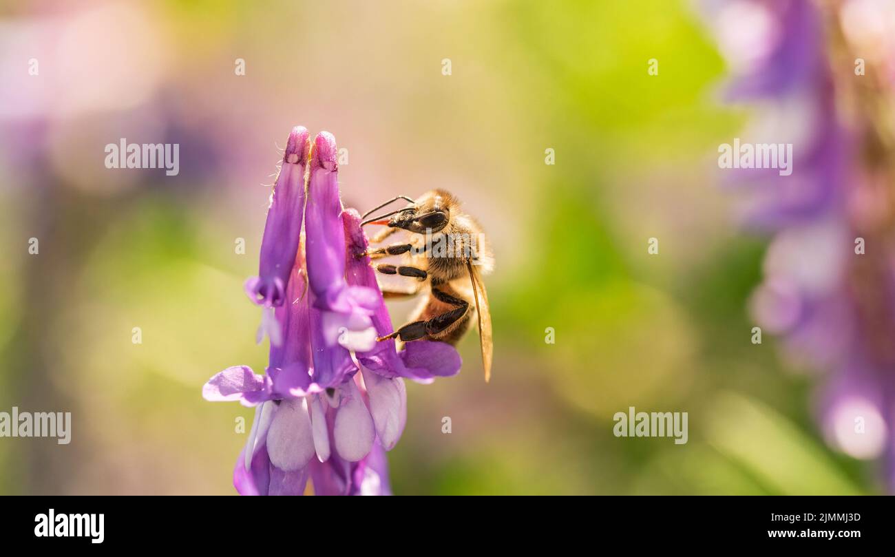 Tares garden hi-res stock photography and images - Alamy