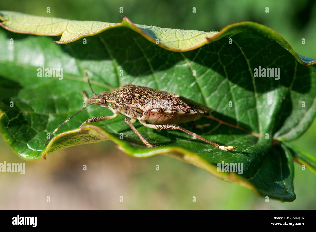Garden, Bron, Rhone, AURA Region, Central-Eastern France Stock Photo ...