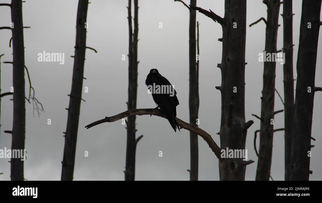 Black raven sitting on dead tree with fog in the background Stock Photo ...