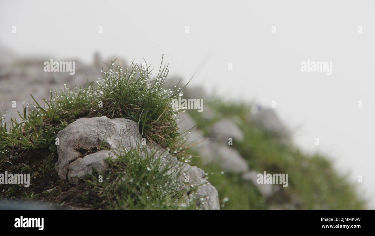 Alpine grass hi-res stock photography and images - Alamy