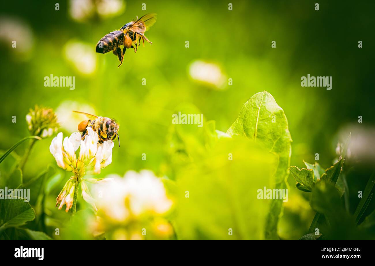 Closeup of honey bee at work on white clover flower Stock Photo - Alamy
