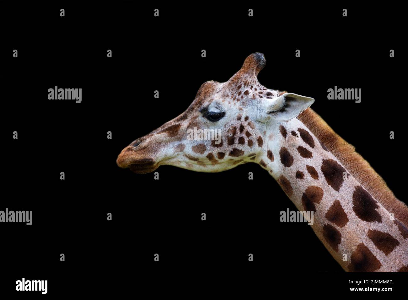 Giraffe black hi-res stock photography and images - Alamy