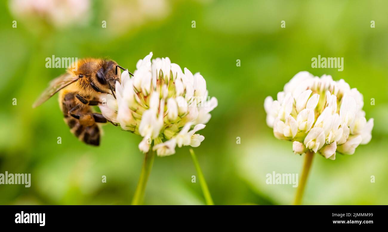 Closeup of honey bee at work on white clover flower Stock Photo - Alamy