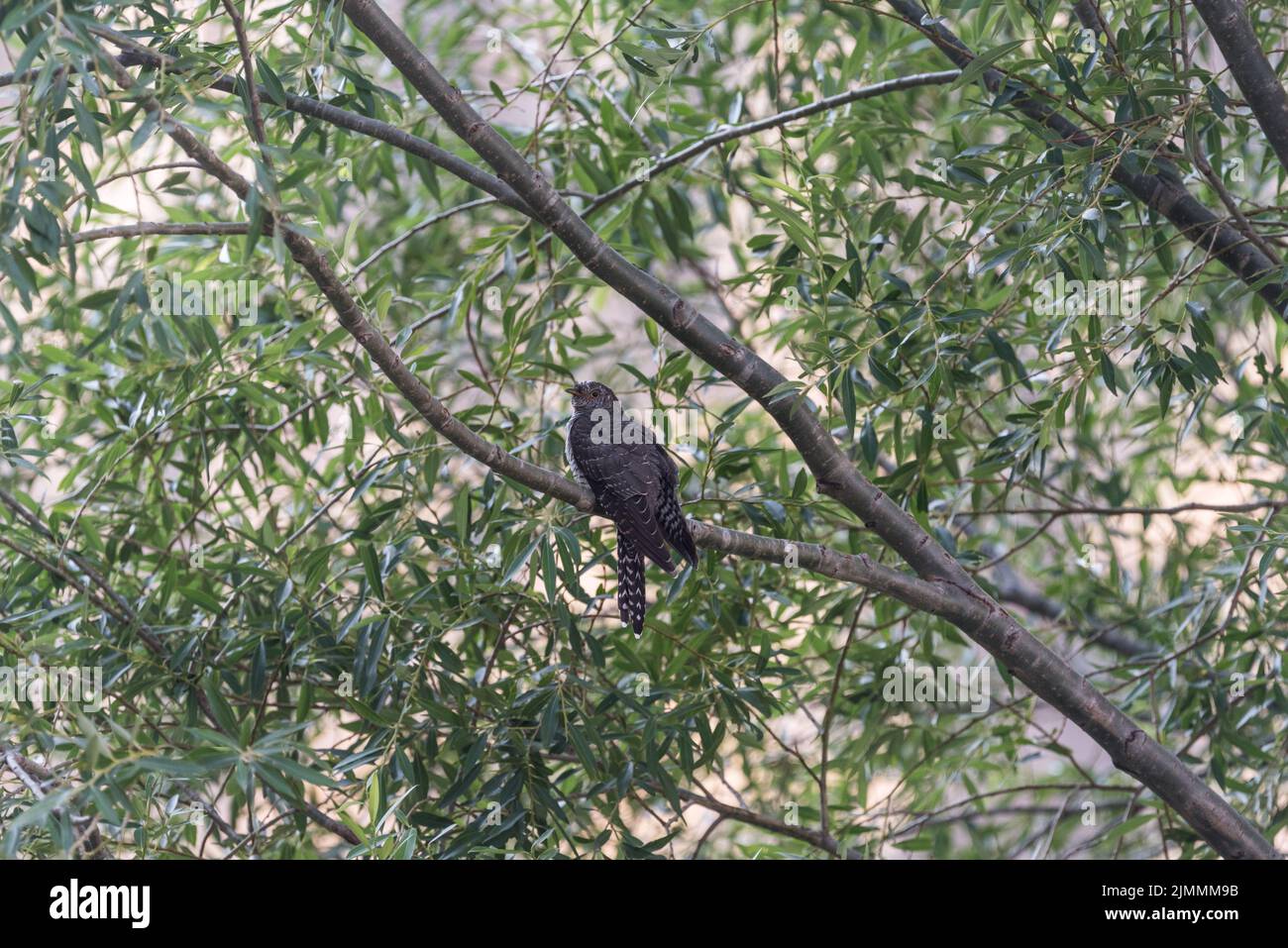 Juvenile Cuckoo (Cuculus canorus) perched in a tree Stock Photo - Alamy