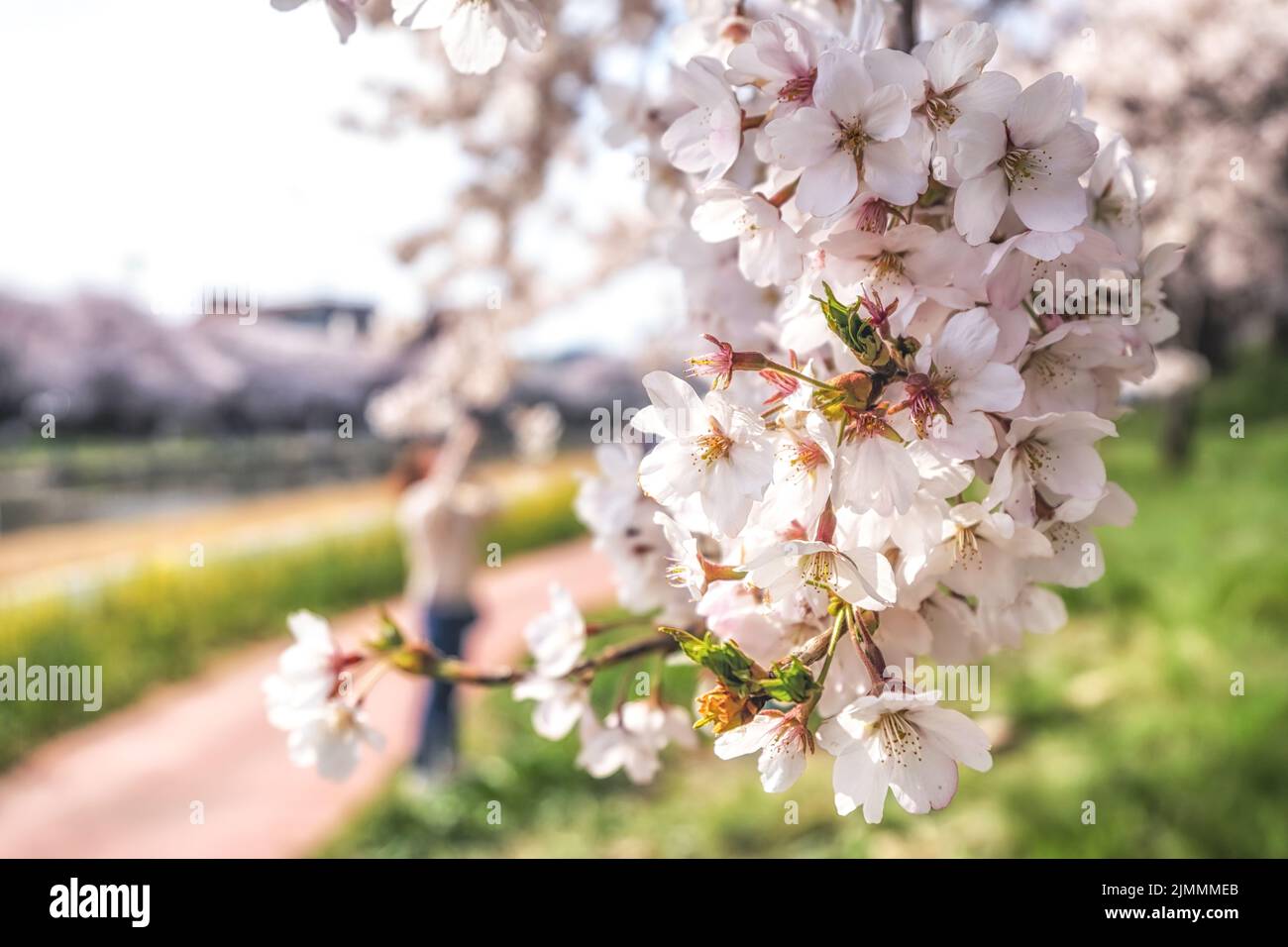 Cherry blossom in haemicheon stream Stock Photo - Alamy