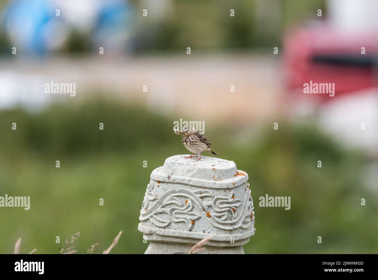 Perched Tree Pipit (Anthus trivialis) with bill full of insects for the ...