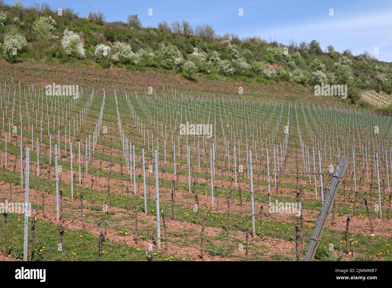 Nackenheim hi-res stock photography and images - Alamy