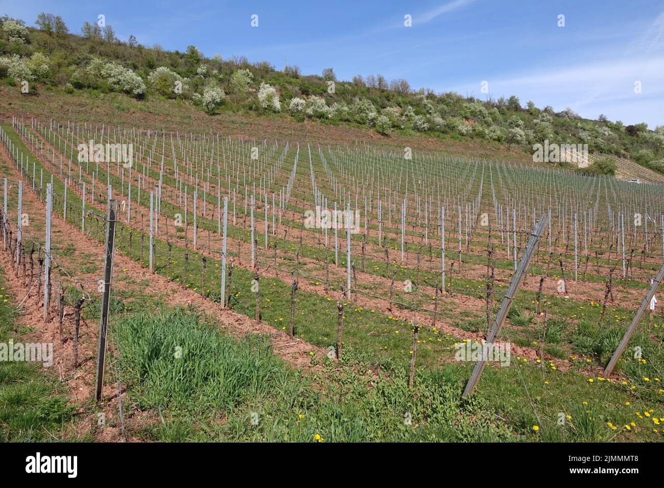 Nackenheim hi-res stock photography and images - Alamy